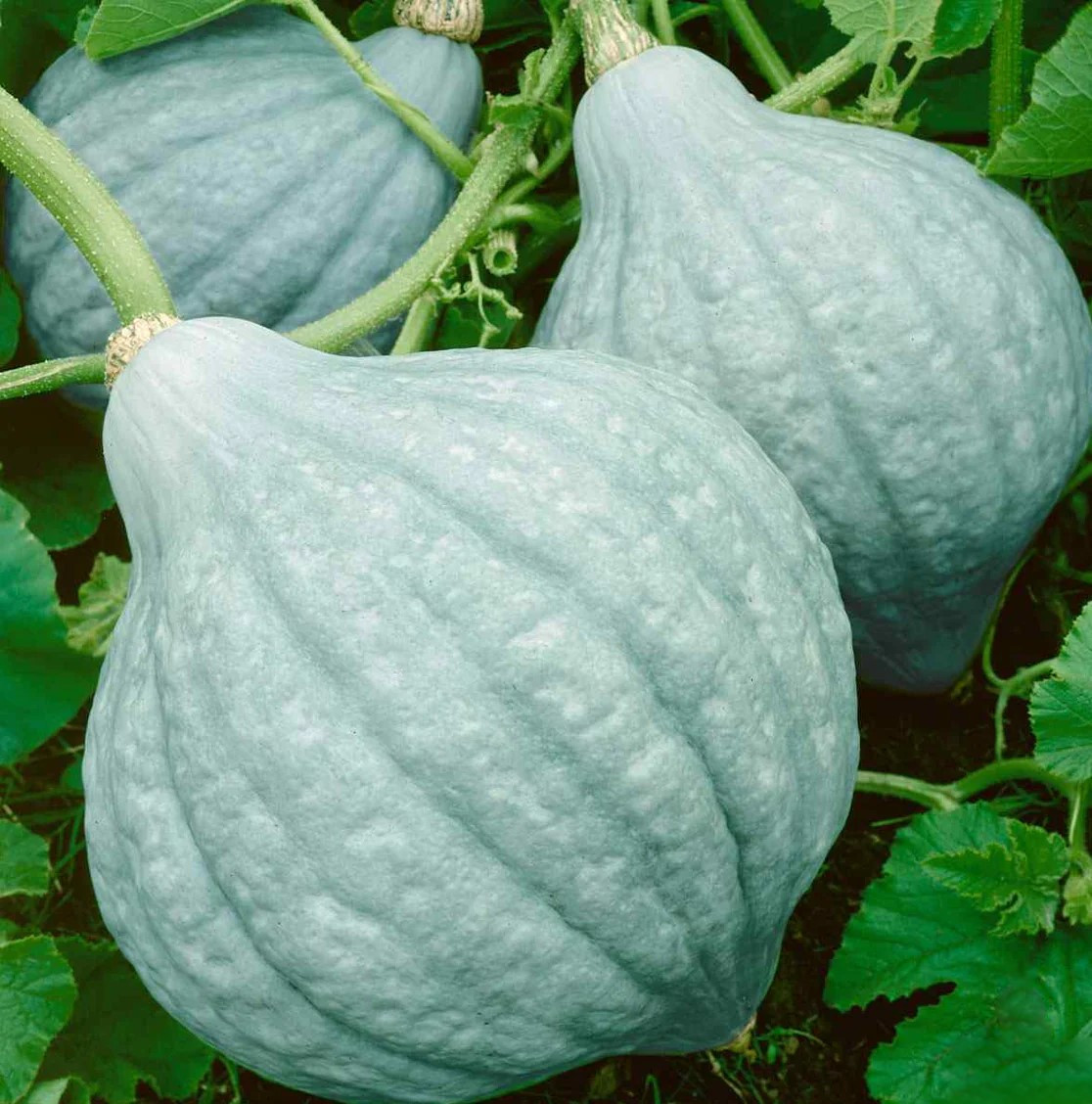 Blue Hubbard Squash Seeds | Holmes Seed Company