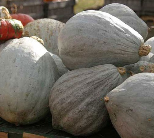 Blue Hubbard New England Squash Seeds | Holmes Seed Company