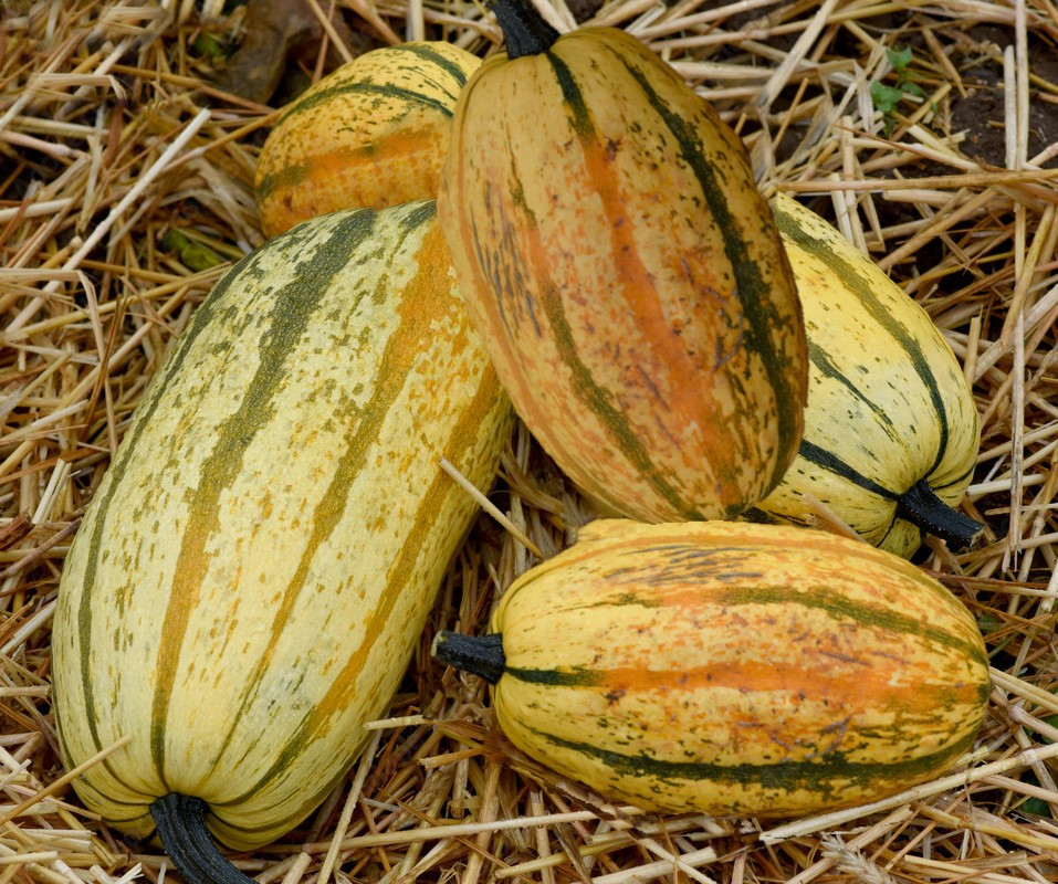Stripetti Spaghetti Squash Seeds | Holmes Seed Company