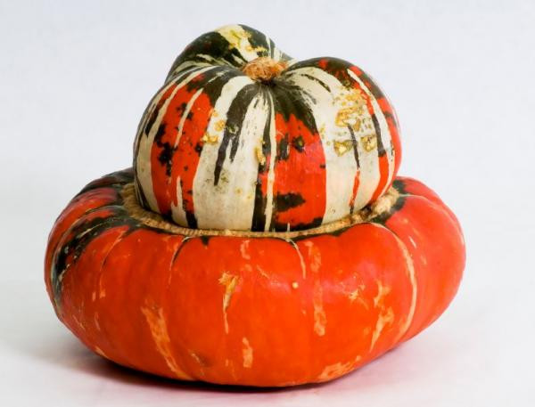 Turk's Turban Ornamental Squash Seeds | Holmes Seed Company