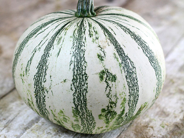 Silver Edged Ornamental Squash Seeds | Holmes Seed Company