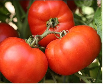Bush Early Girl Tomato Seeds | Holmes Seed Company