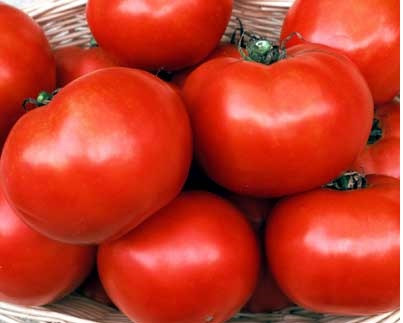 Tomatoes Varieties For Florida 5 Juicy Tomatoes Florida Growers Should