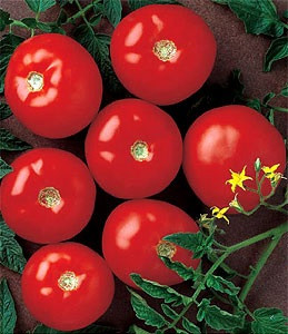 Mt. Fresh Plus Tomato Seeds | Holmes Seed Company