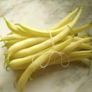 Gold Rush Bean Seeds | Holmes Seed Company