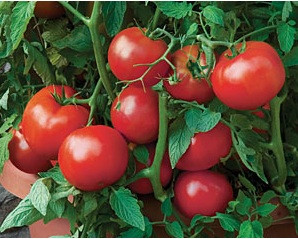 Big Beef Plus Tomato Seeds | Holmes Seed Company