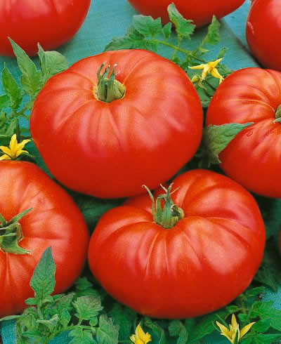 Beef Master F1 - Holmes Seed Company