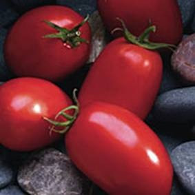 Mariana Tomato Seeds | Holmes Seed Company