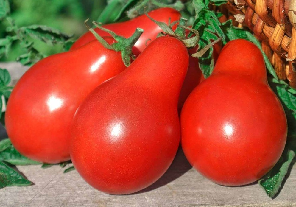 Red Pear - Holmes Seed Company