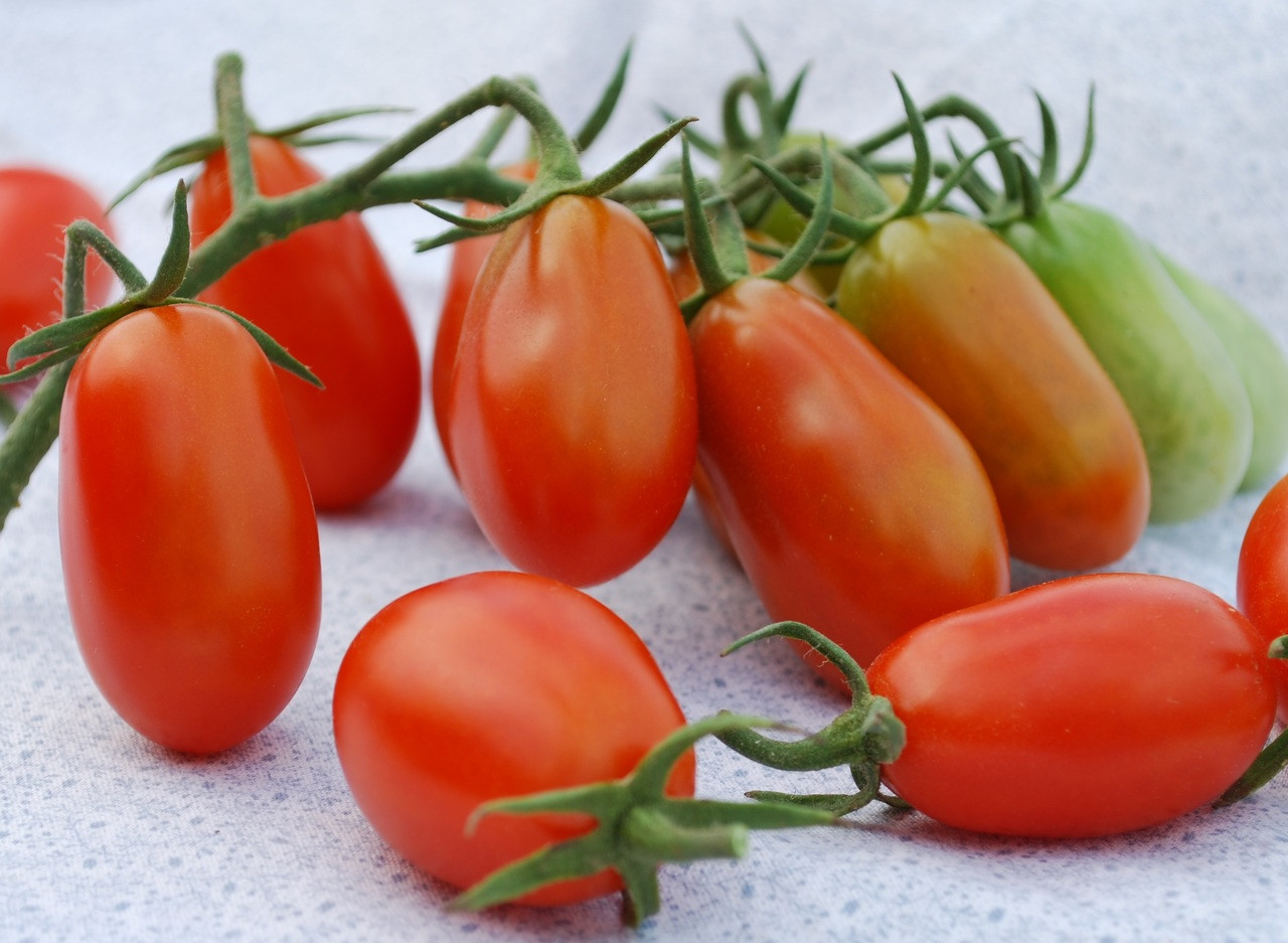 Baby Grape Tomato Seeds | Holmes Seed Company