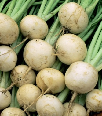 White Lady F1 Turnip | Holmes Seed Company