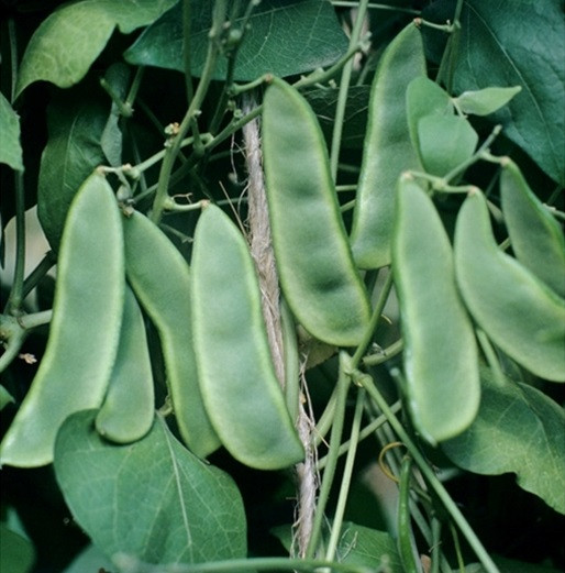 Thorogreen Baby Lima Bean Seeds | Holmes Seed Company