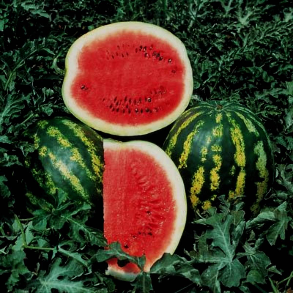 Crimson Sweet Watermelon