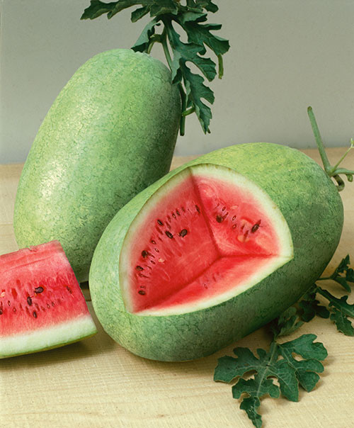 Charleston Gray Watermelon | Holmes Seed Company