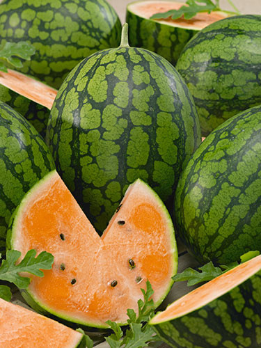 Tendersweet Orange Watermelon | Holmes Seed Company