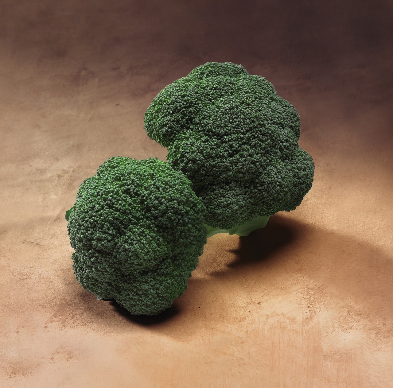 Gypsy F1 Broccoli - Holmes Seed Company