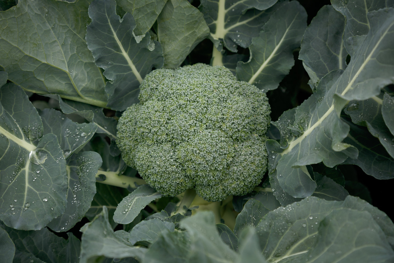Gypsy F1 Broccoli Seeds | Holmes Seed Company