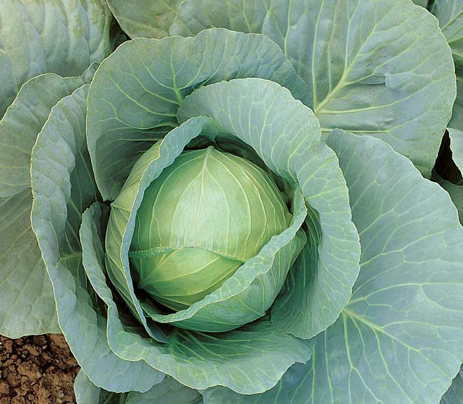 Pennant F1 Cabbage - Holmes Seed Company