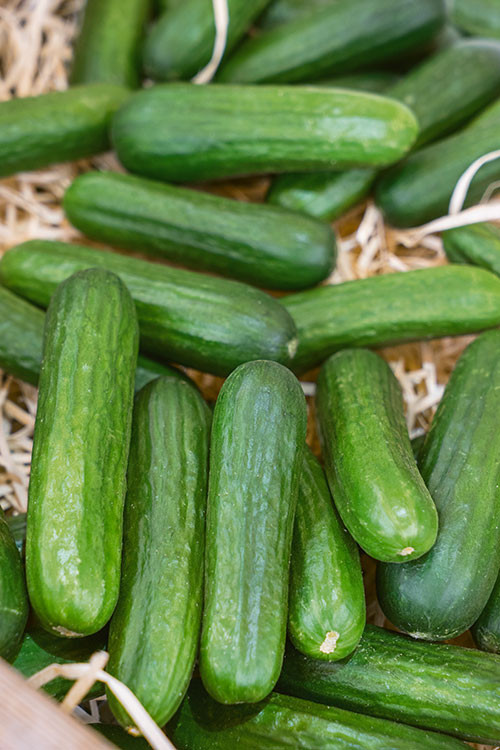Muncher Cucumber | Holmes Seed Company