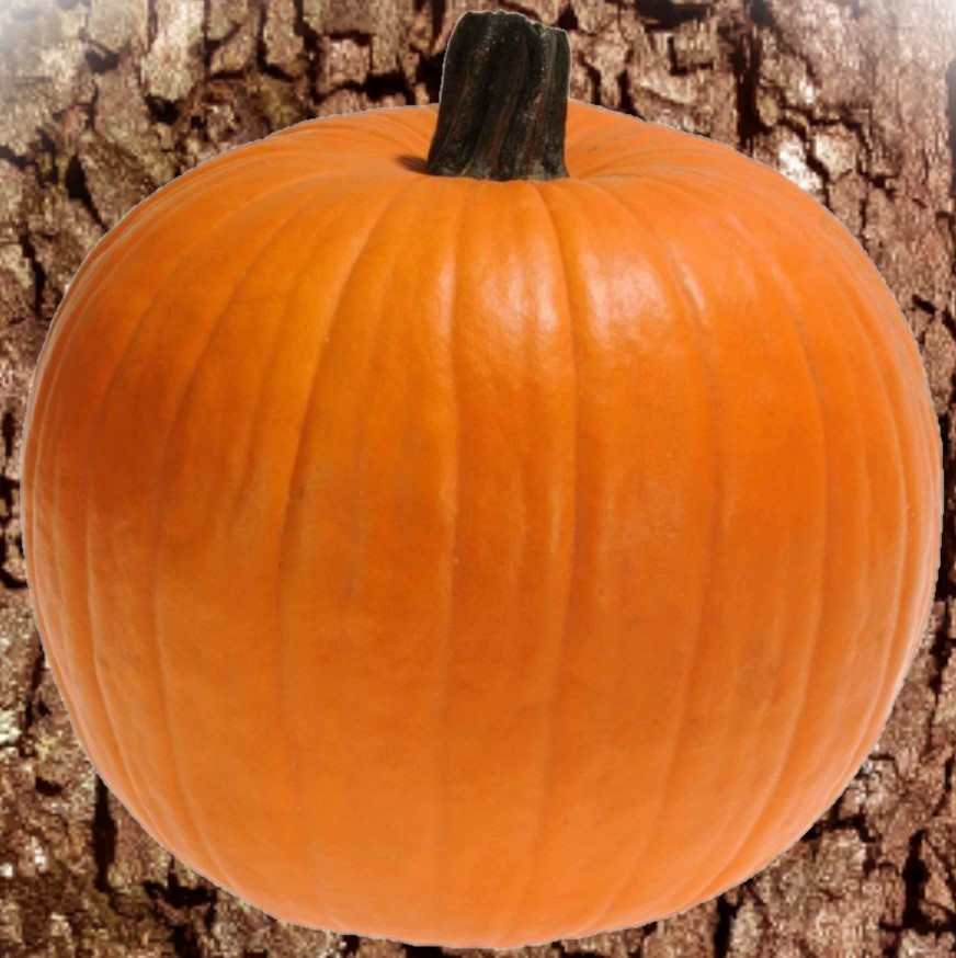 Cougar Pumpkin Seeds | Holmes Seed Company