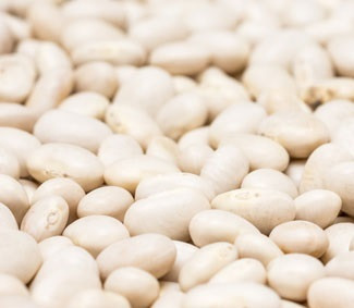 Navy Bean Seeds | Holmes Seed Company