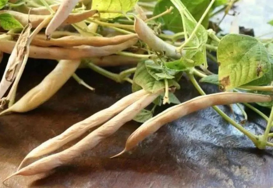 Navy Bean Seeds | Holmes Seed Company
