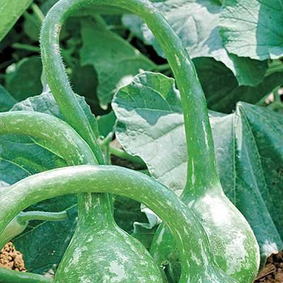 Xtra Long Handled Dipper - Holmes Seed Company