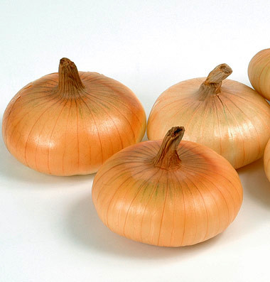 Gold Coin Onion | Holmes Seed Company
