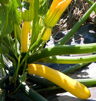 Golden Glory Summer Squash Seeds | Holmes Seed Company