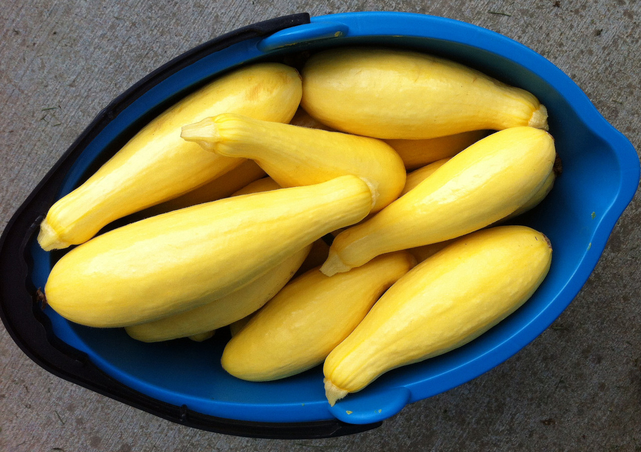 Supersonic Precocious Straightneck Squash Seeds | Holmes Seed Company