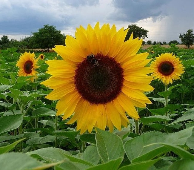 Dwarf Sunspot Sunflower | Holmes Seed Company