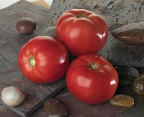 Bella Rosa Tomato Seeds | Holmes Seed Company