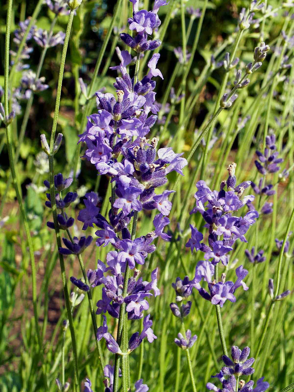 Lavender | Holmes Seed Company