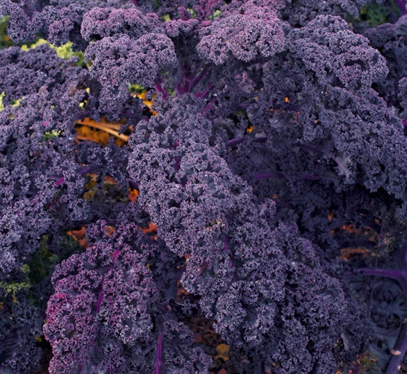 Redbor F1 - Holmes Seed Company