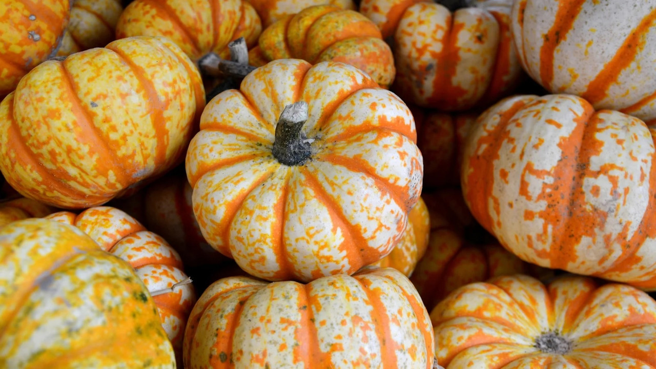 Spark Pumpkin Seeds | Holmes Seed Company