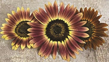 Evening Sun Sunflower | Holmes Seed Company