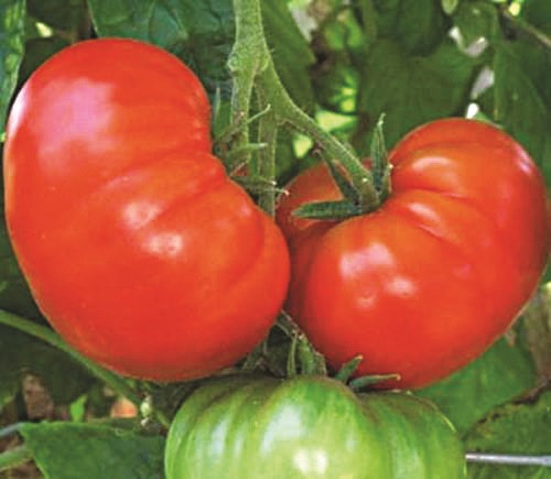 Fireworks Tomato Seeds | Holmes Seed Company