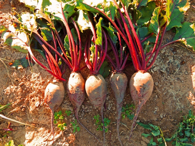 Cylindra Beet Seeds | Holmes Seed Company