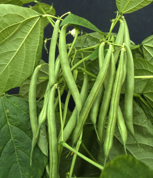 Derby Green Bean Seeds | Holmes Seed Company