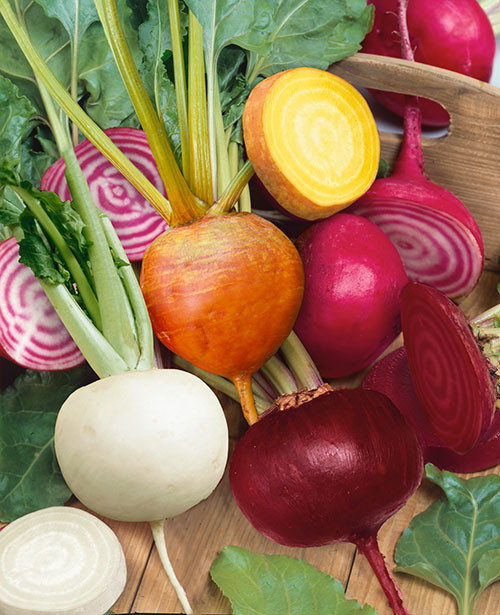 Rainbow Blend Beet Seeds | Holmes Seed Company