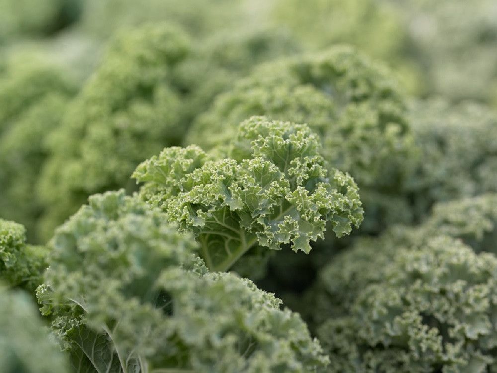 Prizm F1 Kale | Holmes Seed Company