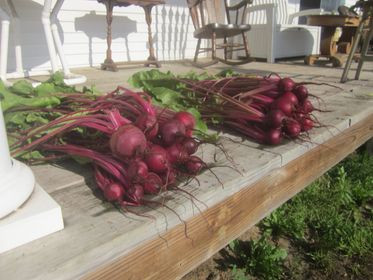 Detroit Dark Red Beet Seeds | Holmes Seed Company