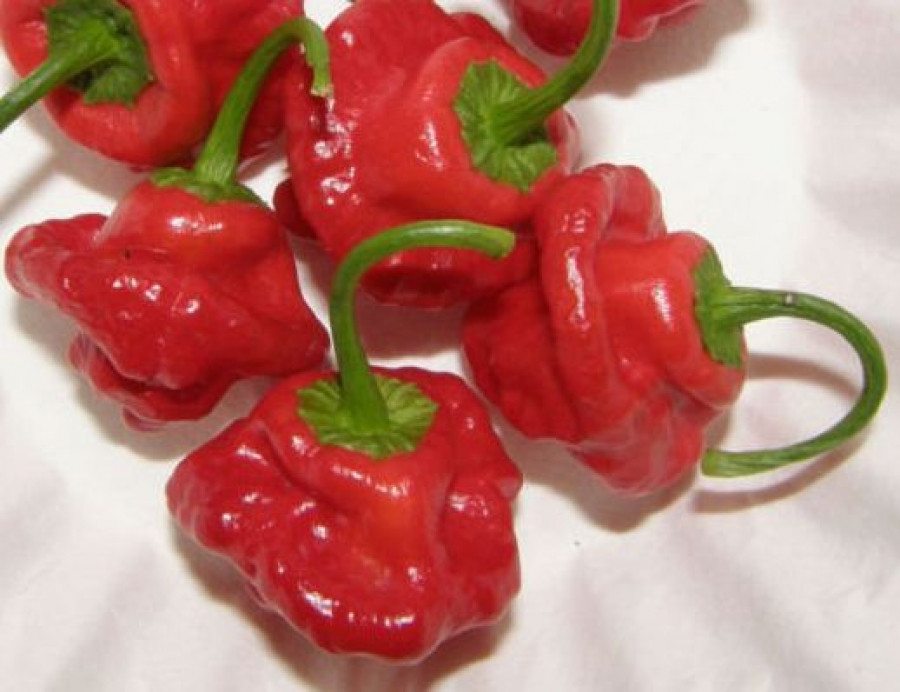 Scotch Bonnet Jamaican Red - Holmes Seed Company