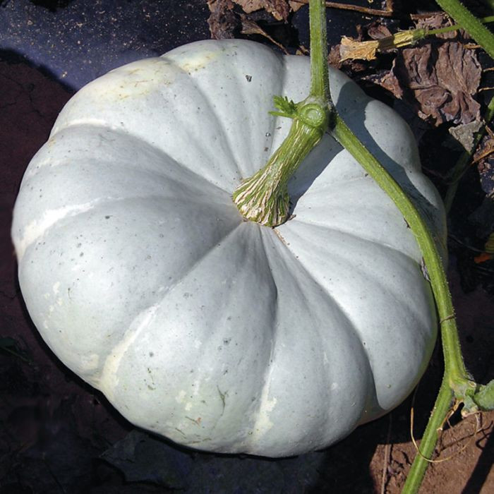 Silver Moon Pumpkin Seeds | Holmes Seed Company