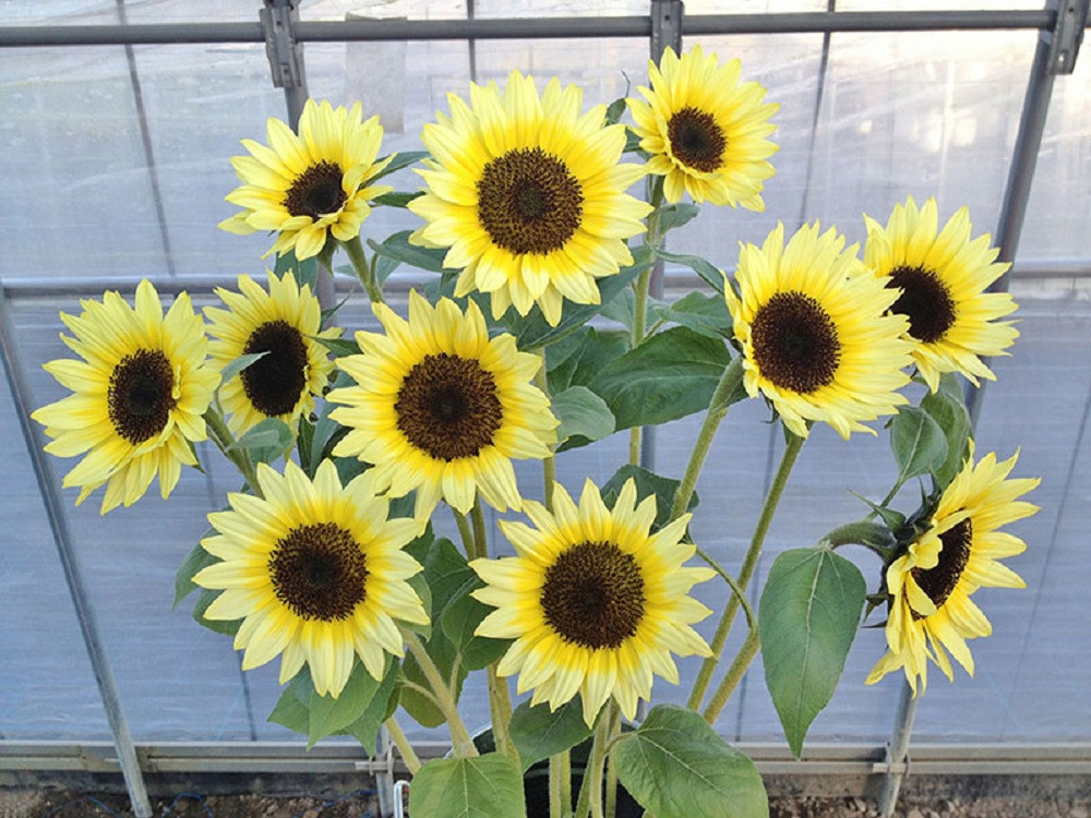 Sunrich Limoncello Summer F1 Sunflower | Holmes Seed Company