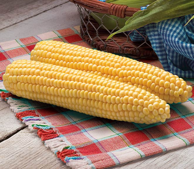 Protector Attribute II Sweet Corn Seeds - 79 Relative Days | Holmes ...