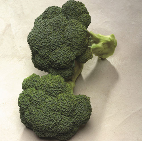 Diplomat F1 Broccoli Seeds | Holmes Seed Company
