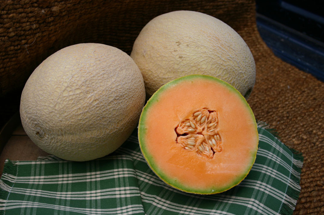 Atlantis F1 Melon - Holmes Seed Company