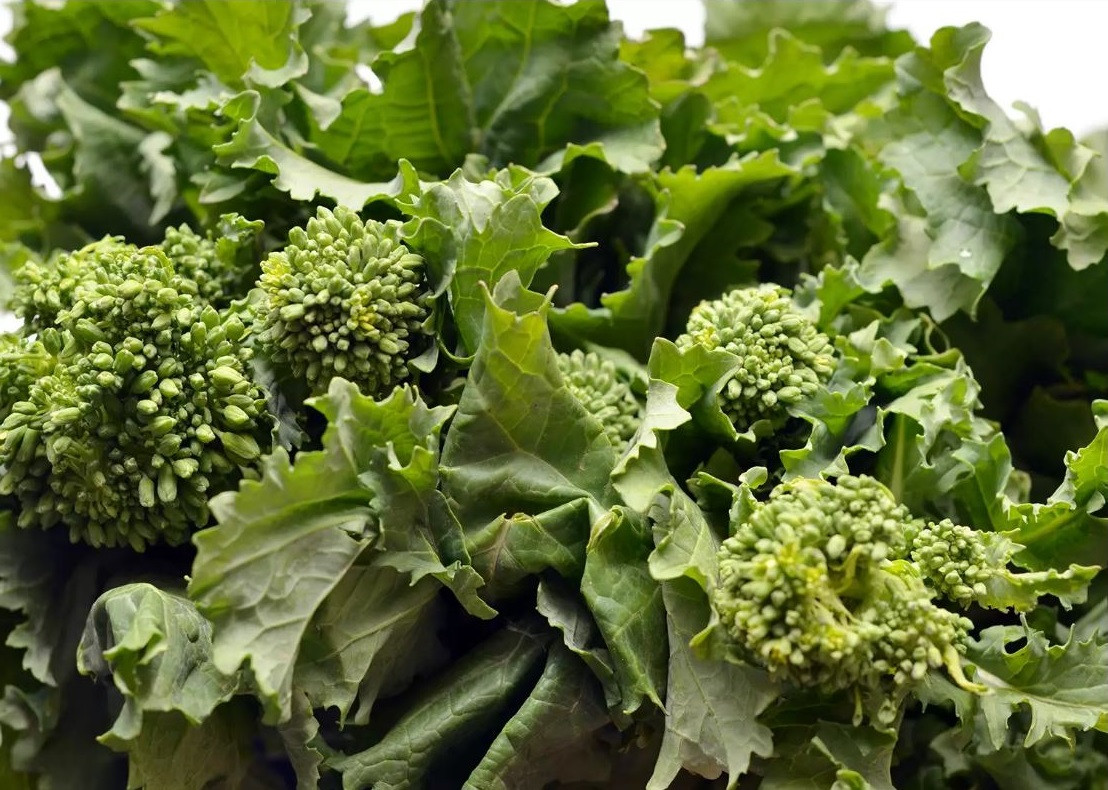 Broccoli Raab Seeds | Holmes Seed Company