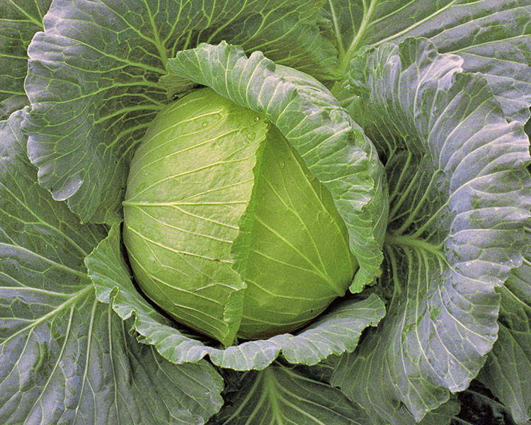 K-K Cross Improved F1 Cabbage Seeds | Holmes Seed Company